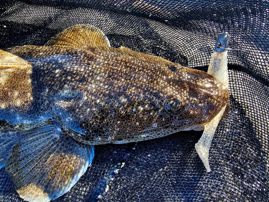 J-BAITS AUSTRALIA – J-Baits Australia